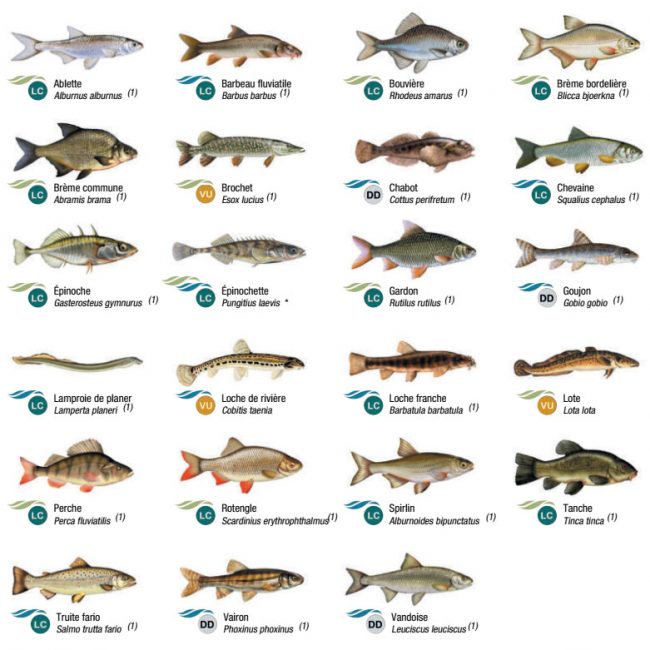 Les Poissons - Fédération de Pêche de Haute-Marne