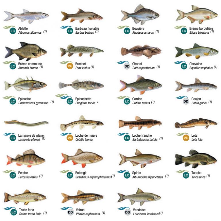 Les Poissons - Fédération de Pêche de Haute-Marne